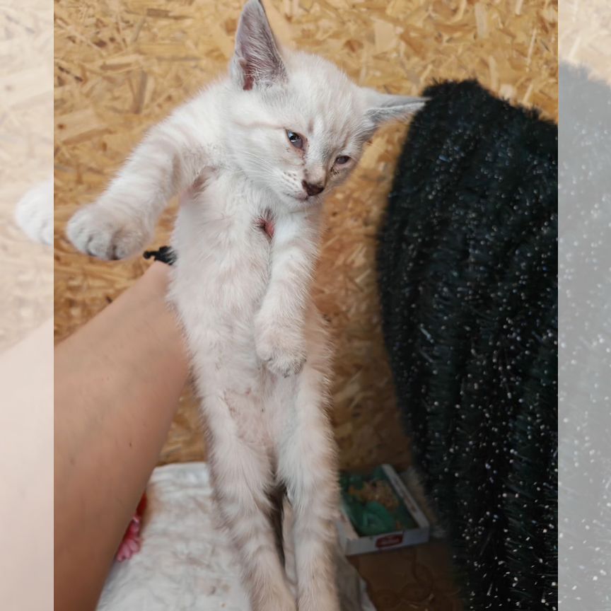 Котёнок в добрые руки