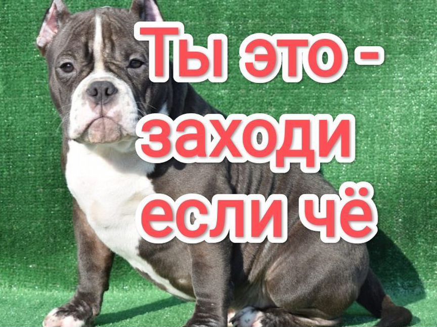 Американский булли щенки