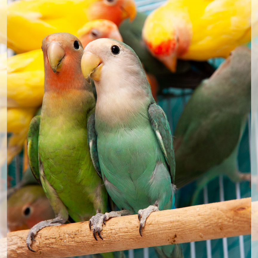 Попугаи Неразлучник малыши