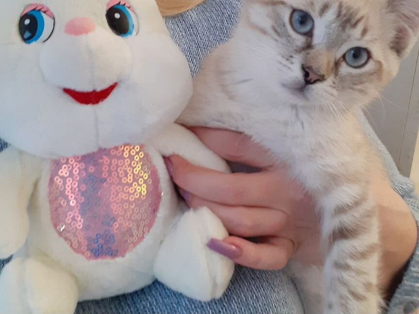 Котята ласковые