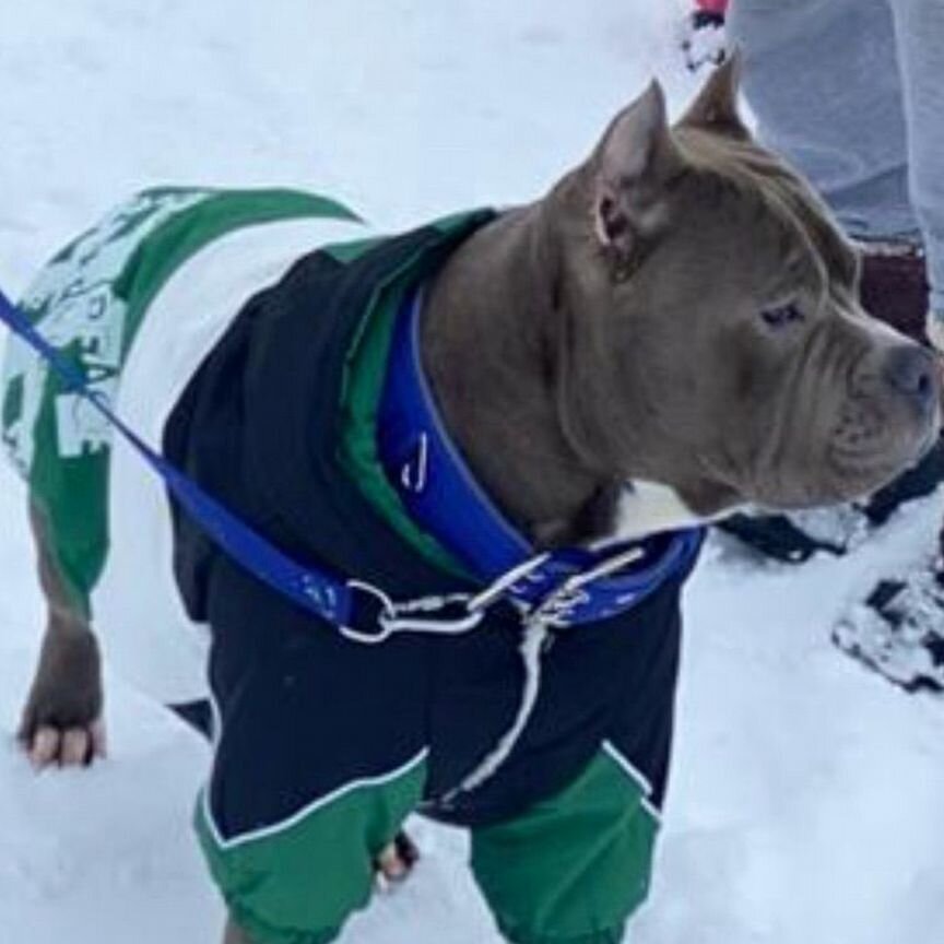 Комбинезон для крупных собак