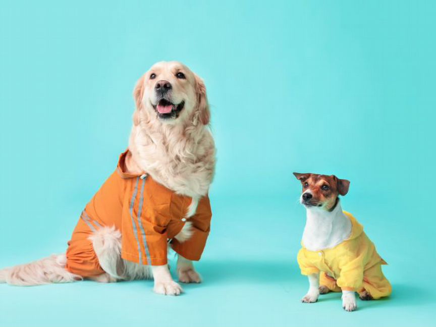 Зимняя одежда для собак