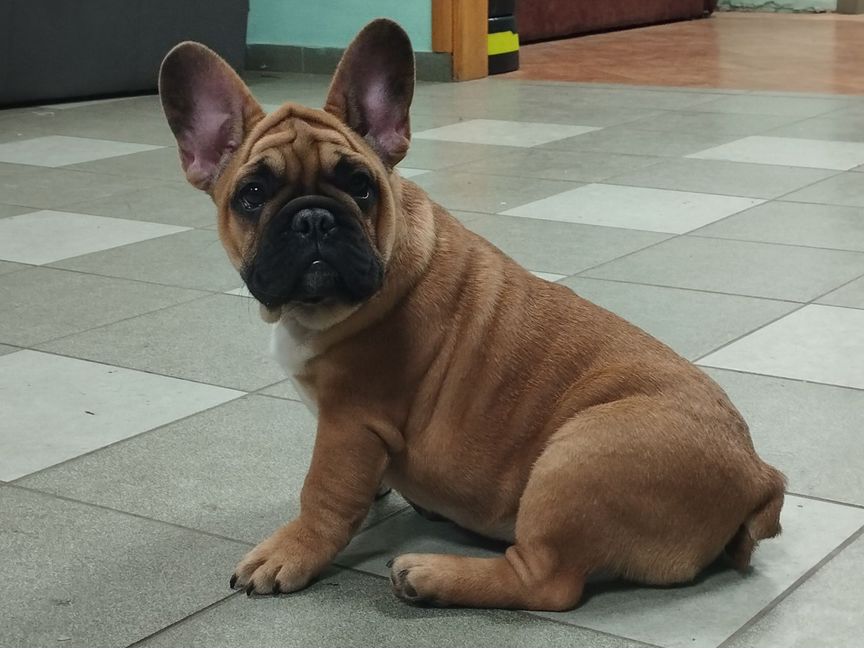 Французы щенки