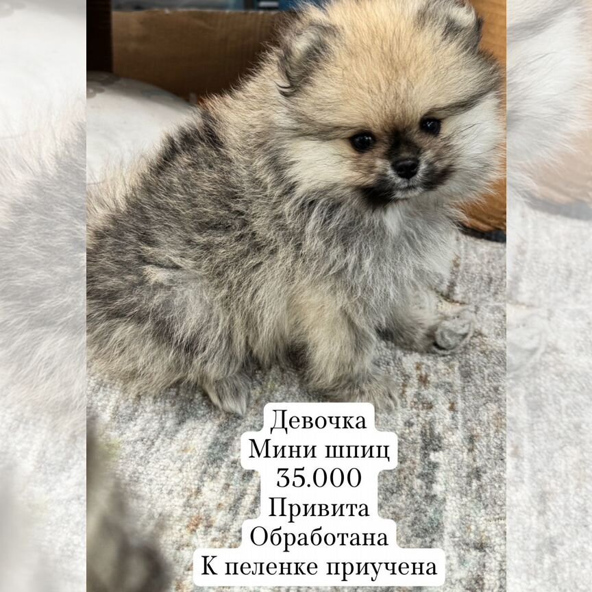 Померанский шпиц, щенок