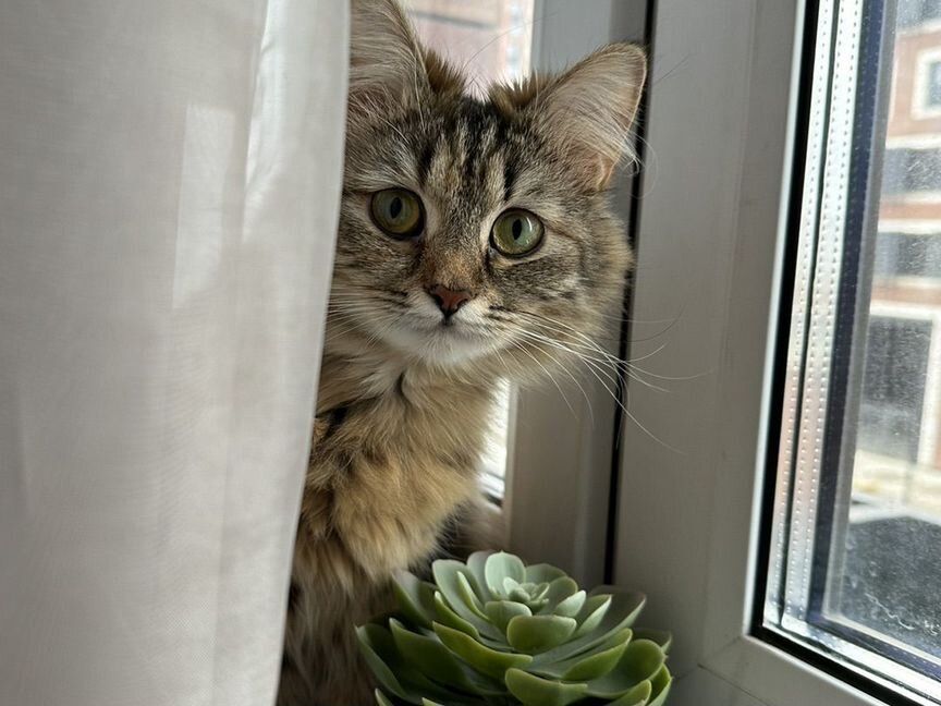 Кошечка на вязку