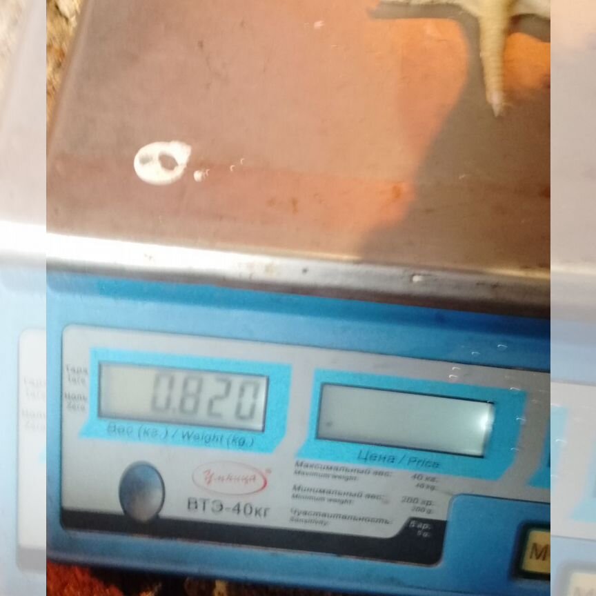 Цыплята бройлер