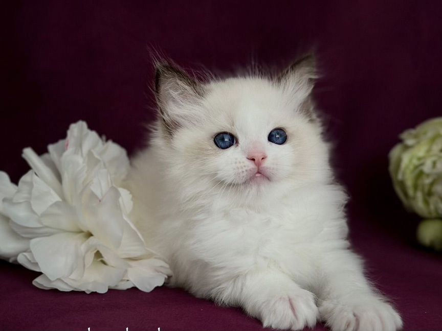 Котенок рэгдолл