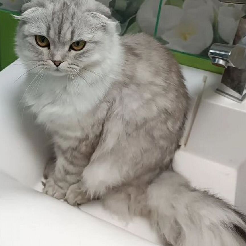 Шотландский вислоухий длинношёрстный котёнок