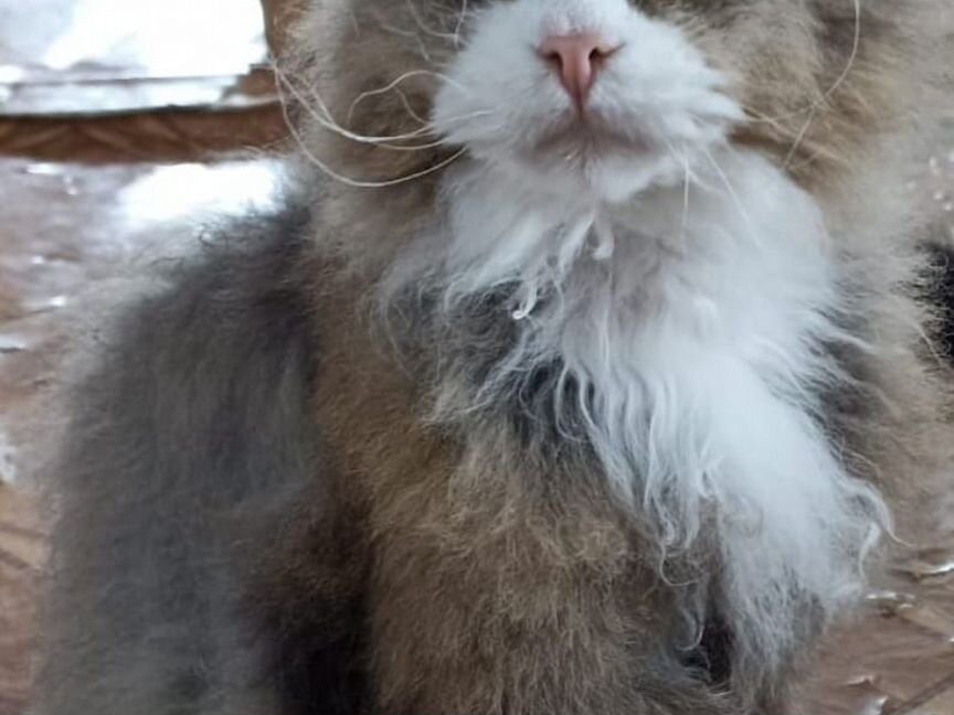 Кот, помесь с сфинксом браш