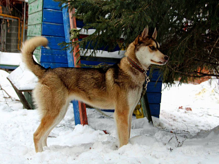 Метиска хаски