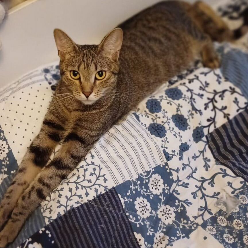 Котик Ромми в добрые руки