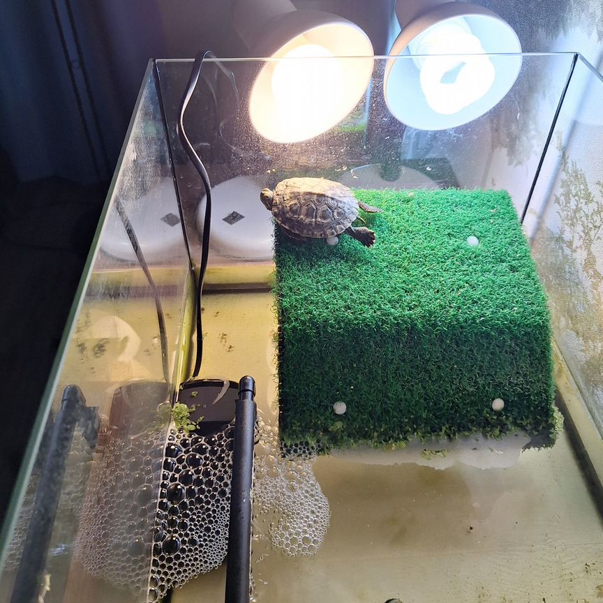 Отдам в добрые руки рыбок и черепаху