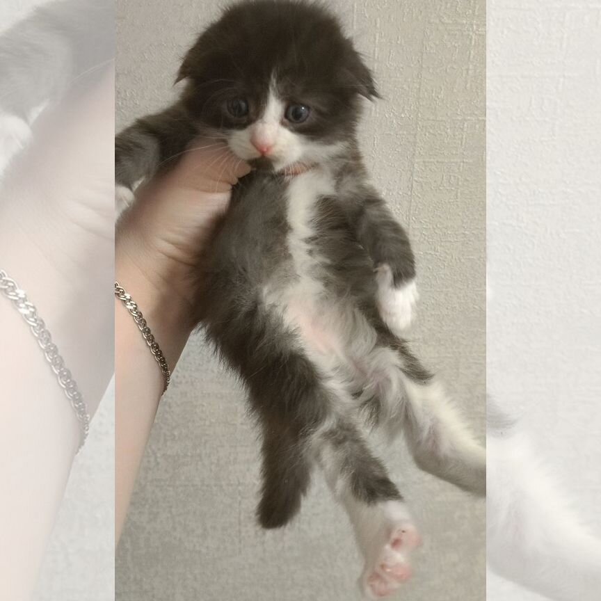 Мейн-кун котёнок