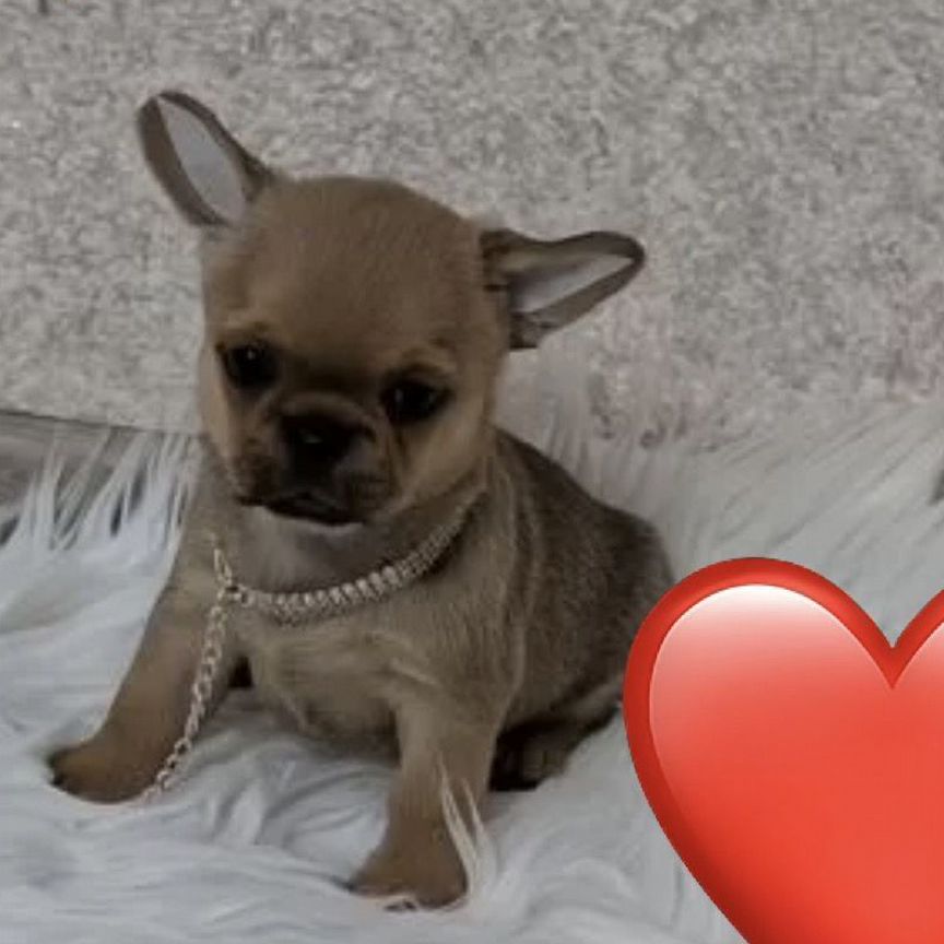 Чихуахуа, щенок