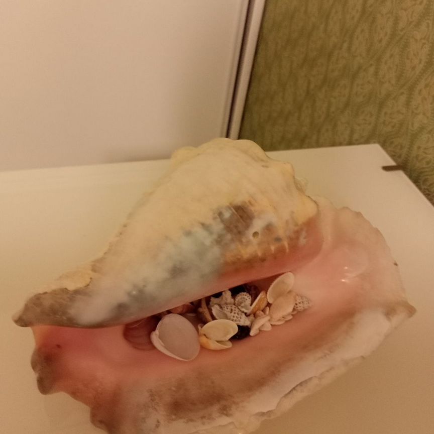 Большая морская раковина