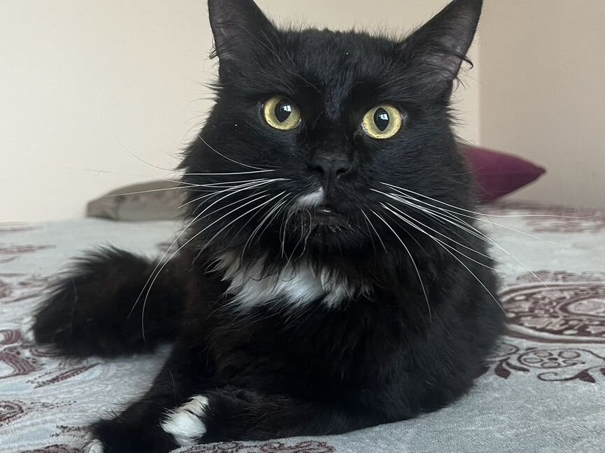 Котик
