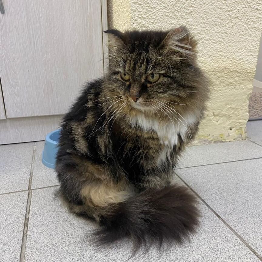 Кошка в добрые руки