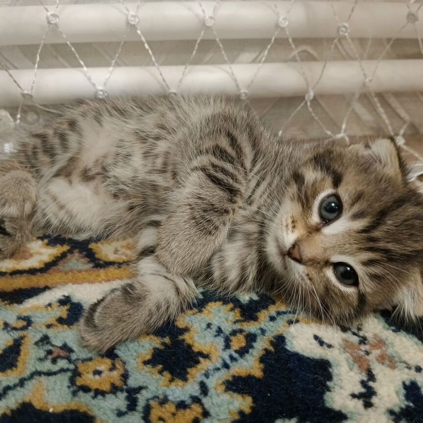 Вислоухие котята