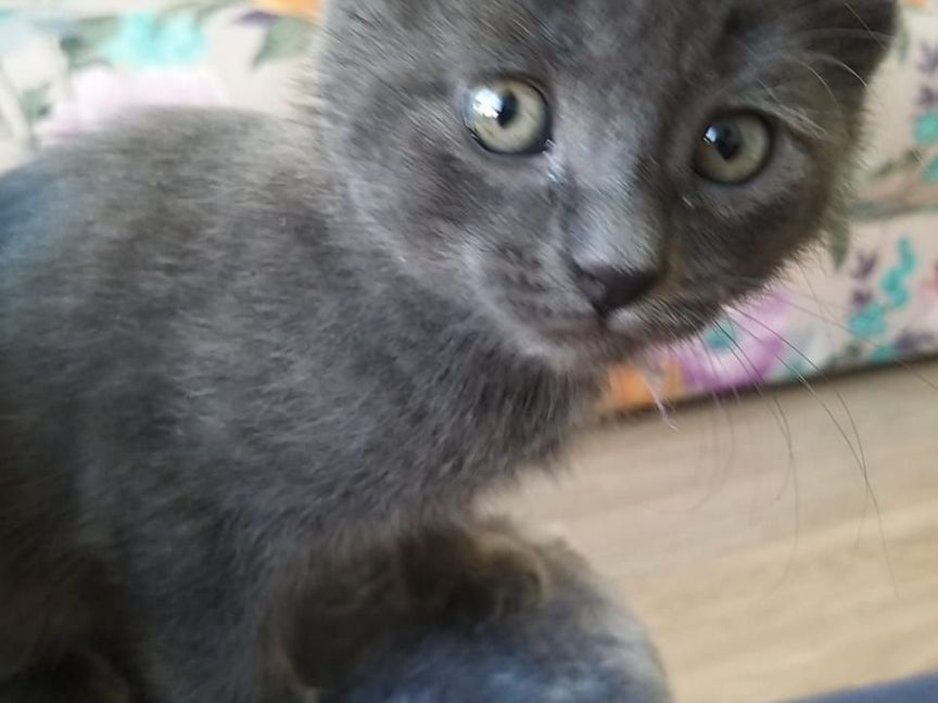 Котенок в хорошие руки