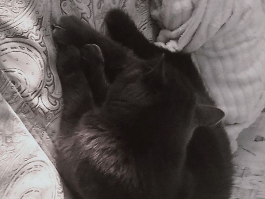 Зовут Вася 8 месяцев ходит в лоток