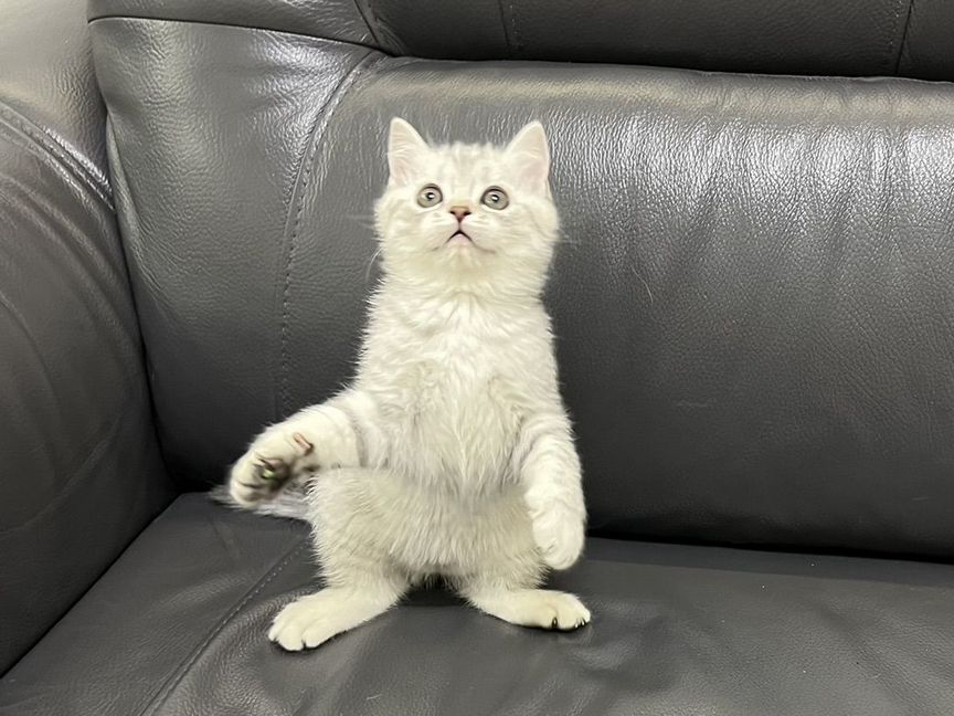 Шотландский малыш