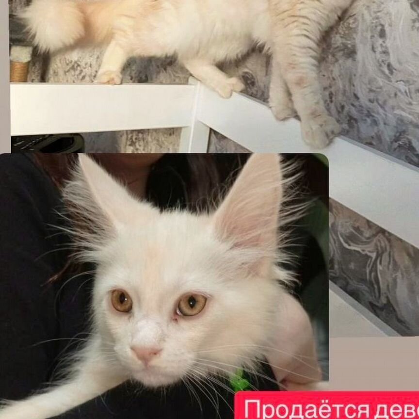 Мейкун