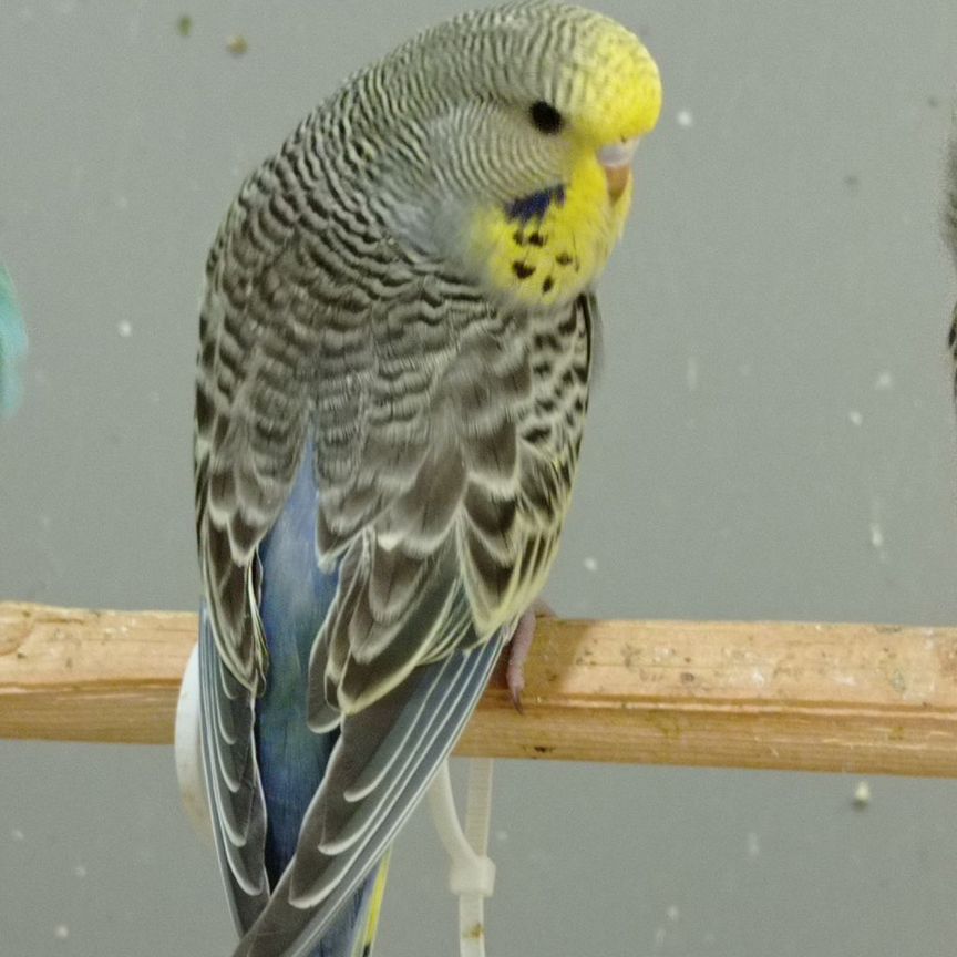 Выставочный волнистый попугай