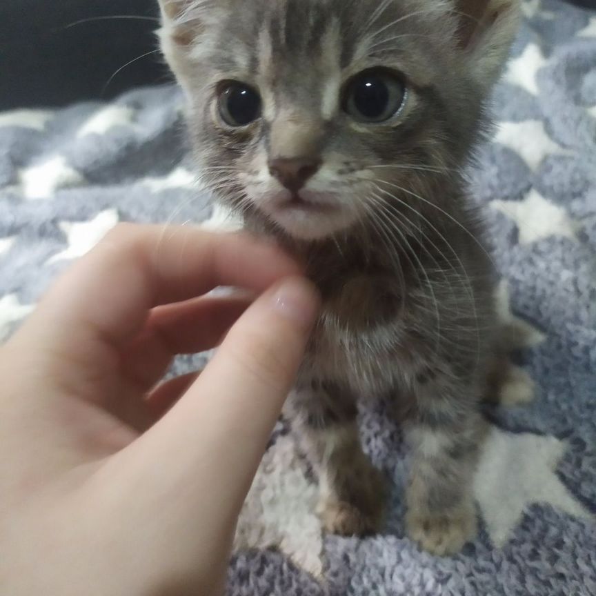 Котёнок с коротким хвостом