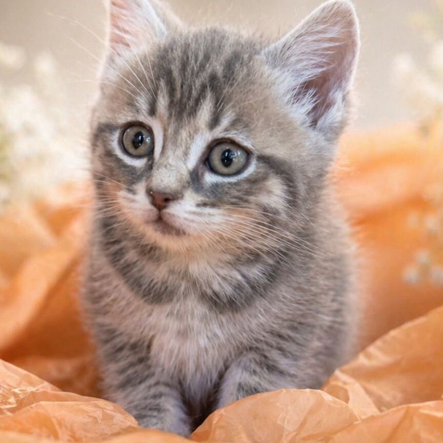 Котёнок в добрые руки