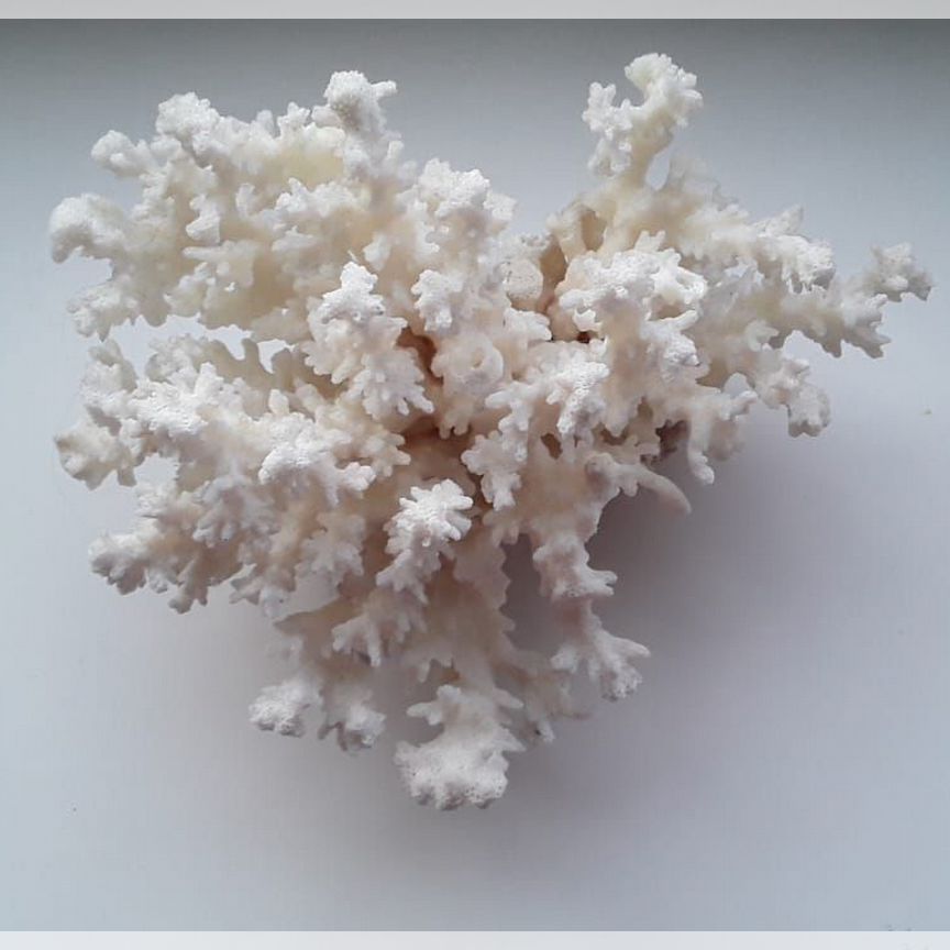 Белый морской натуральный коралл