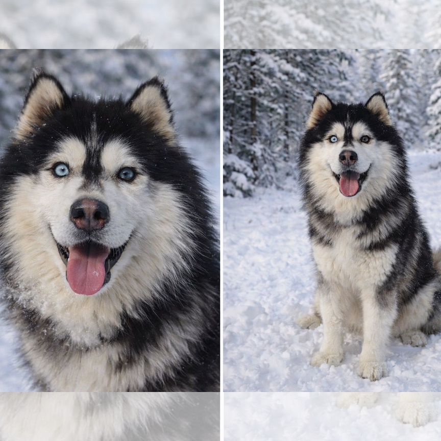 Сибирский хаски, взрослый пёс