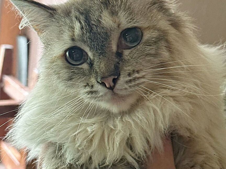 Голубоглазая кошка Симона