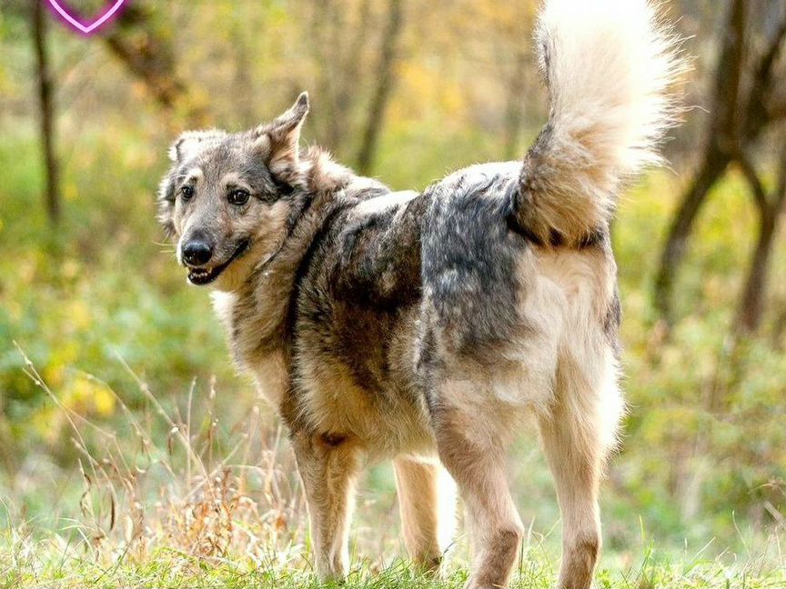 Буран ищет дом