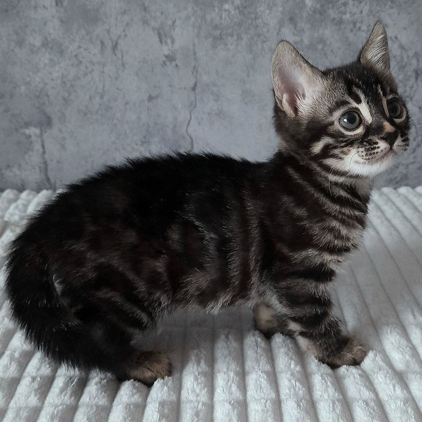 Угольные бенгалята