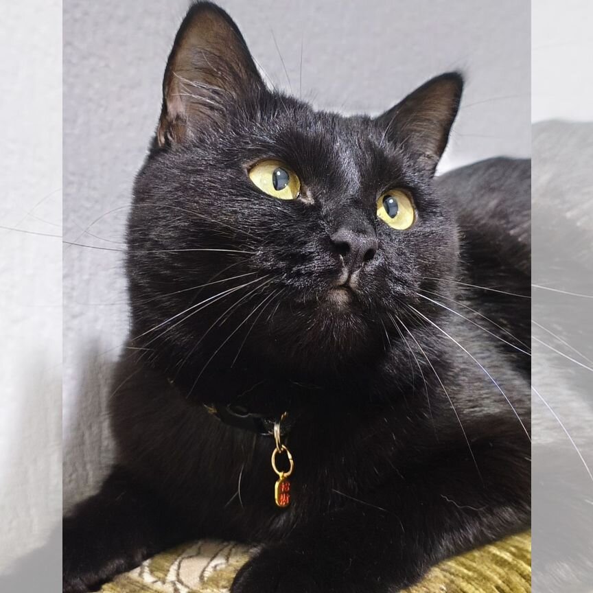 Взрослая, кошка в добрые руки