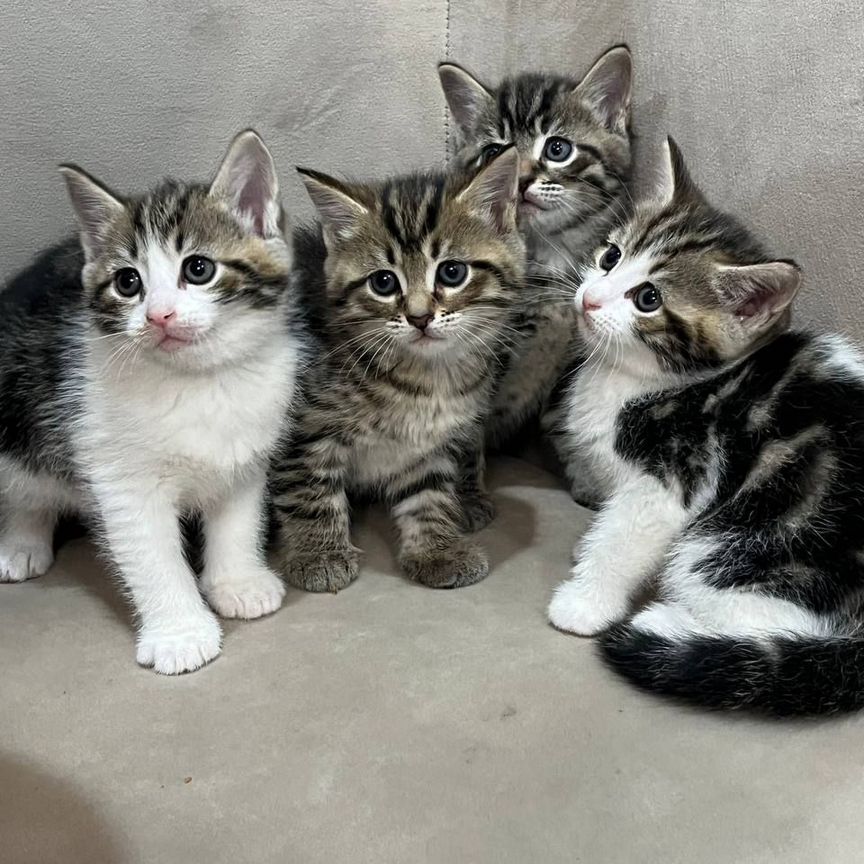 Отдам котят в хорошие руки