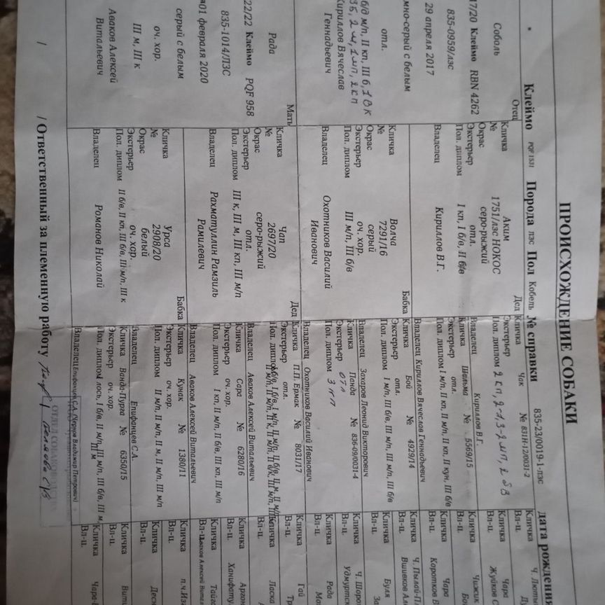 Западно сибирская лайка