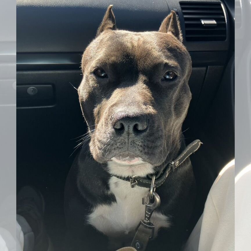 Вязка амстаф