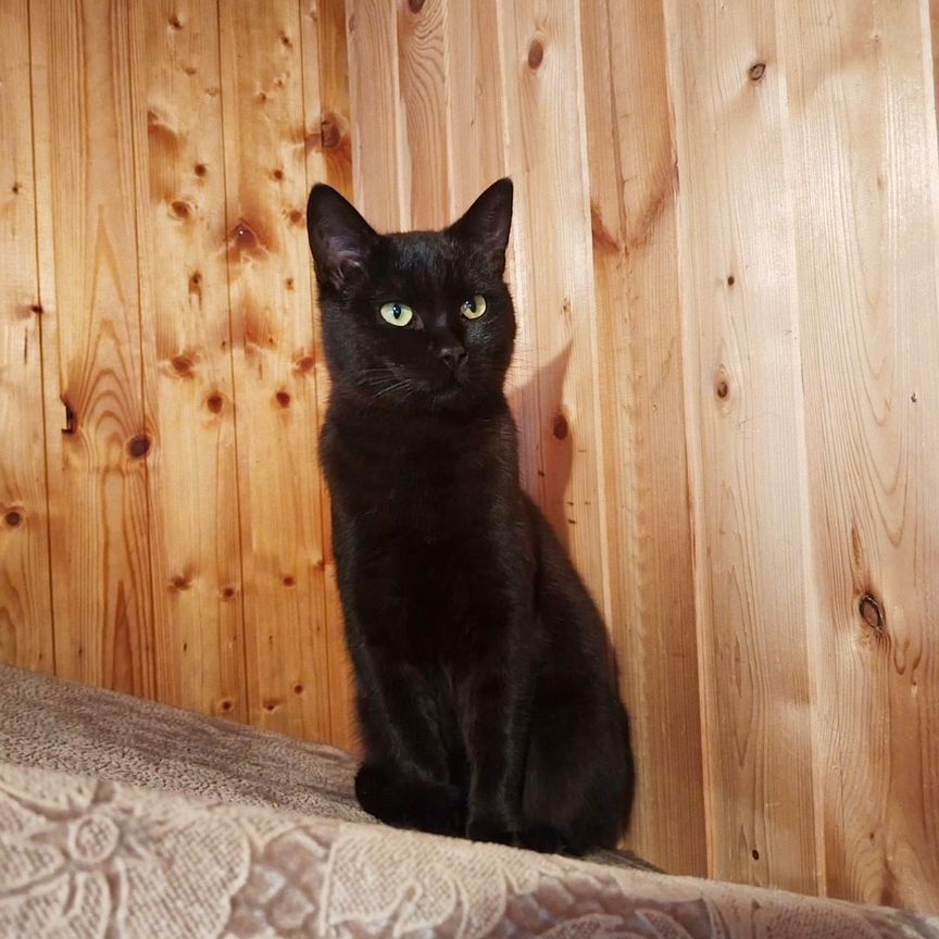 Котёнок