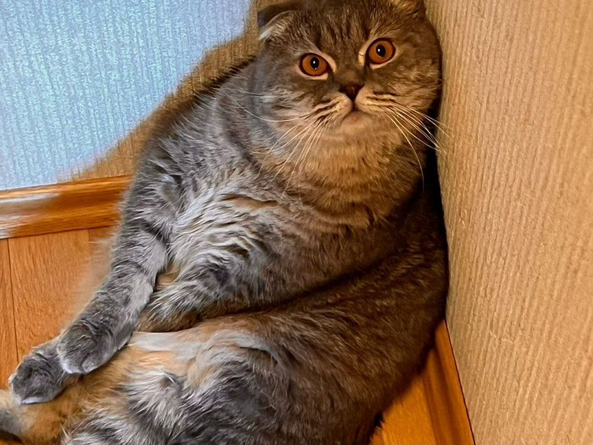 Шотландская вислоухая