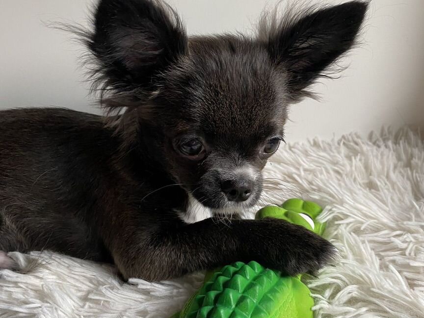 Щенок чихуахуа д.ш