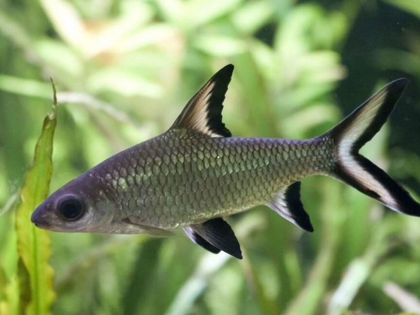 Аквариумные рыбки отдам бесплатно