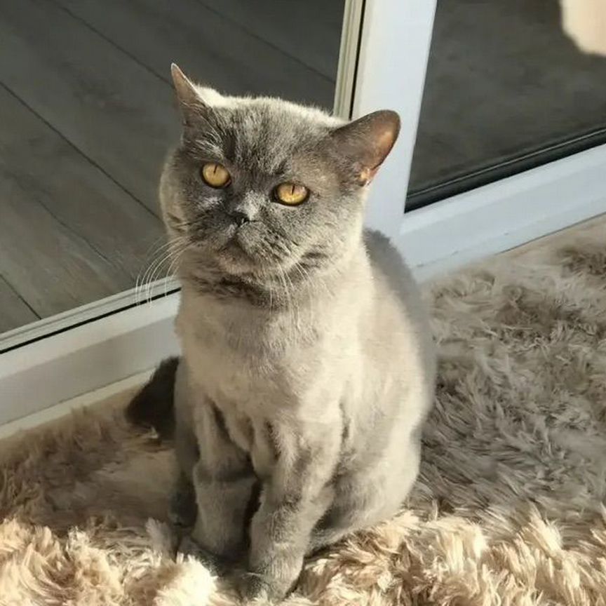 Британская короткошёрстная, взрослая кошка