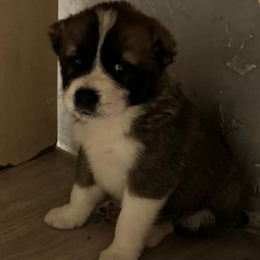 Щенки алабая