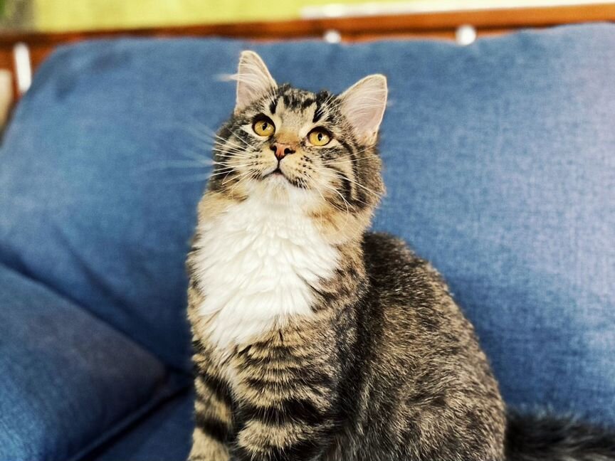 Котенок Леха в добрые руки