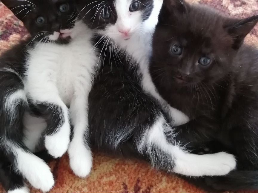 Котята в добрые руки бесплатно