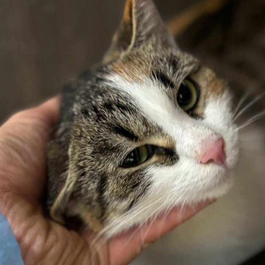 Кошечка ласкуша