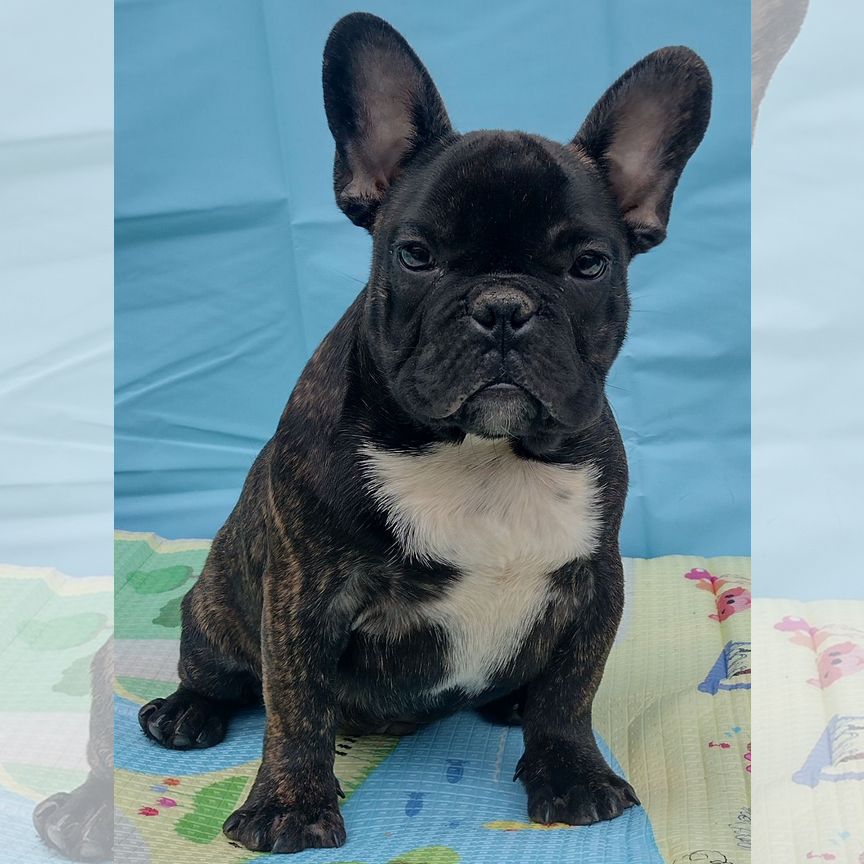 Французский бульдог, щенок