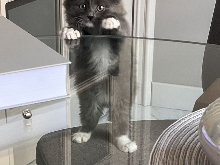 Мейн-кун в добрые руки