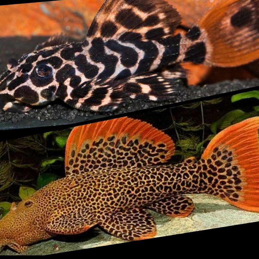 Номерные сомы